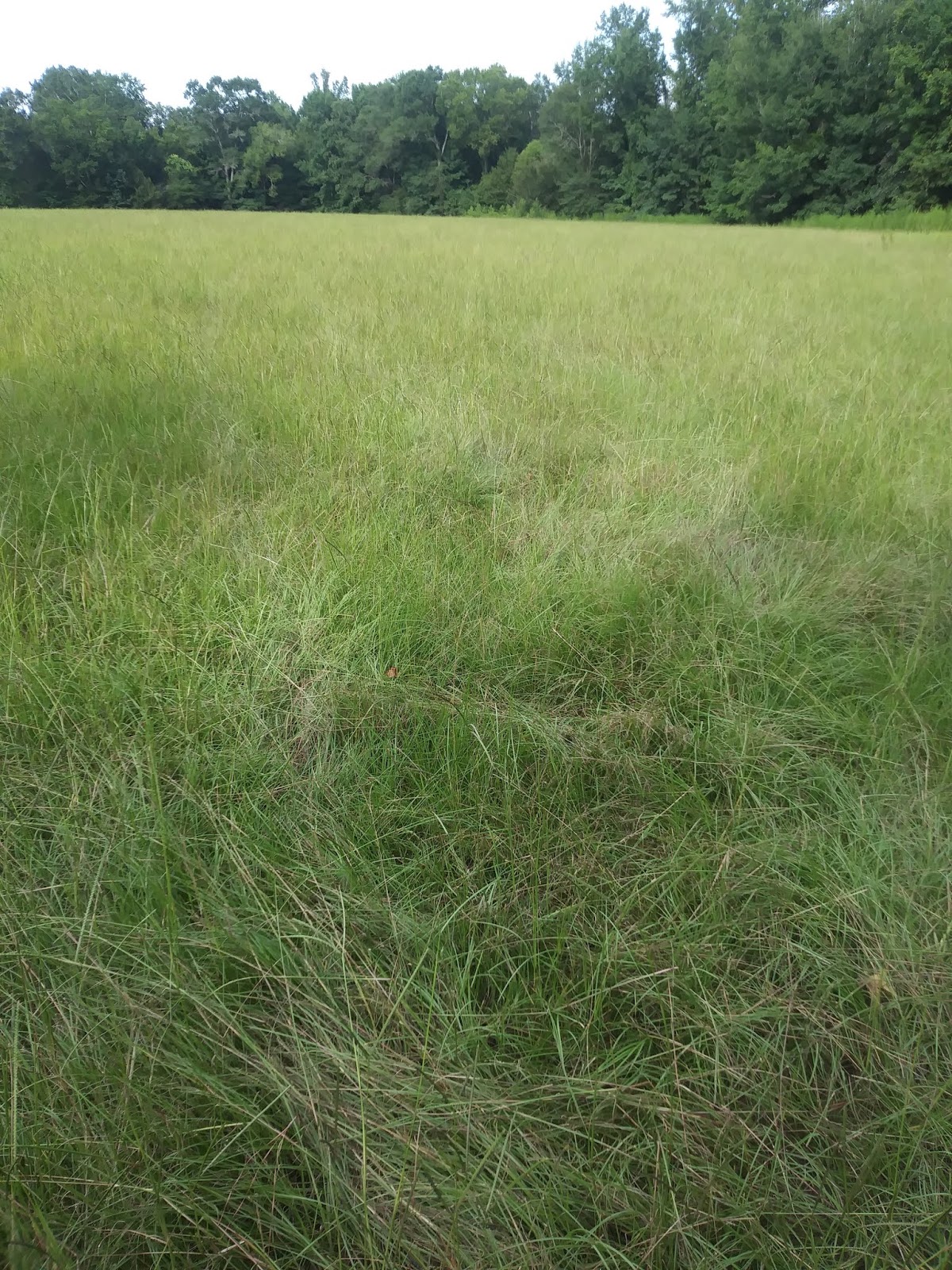 White House Farms 100 Pure Bahia Grass Hay