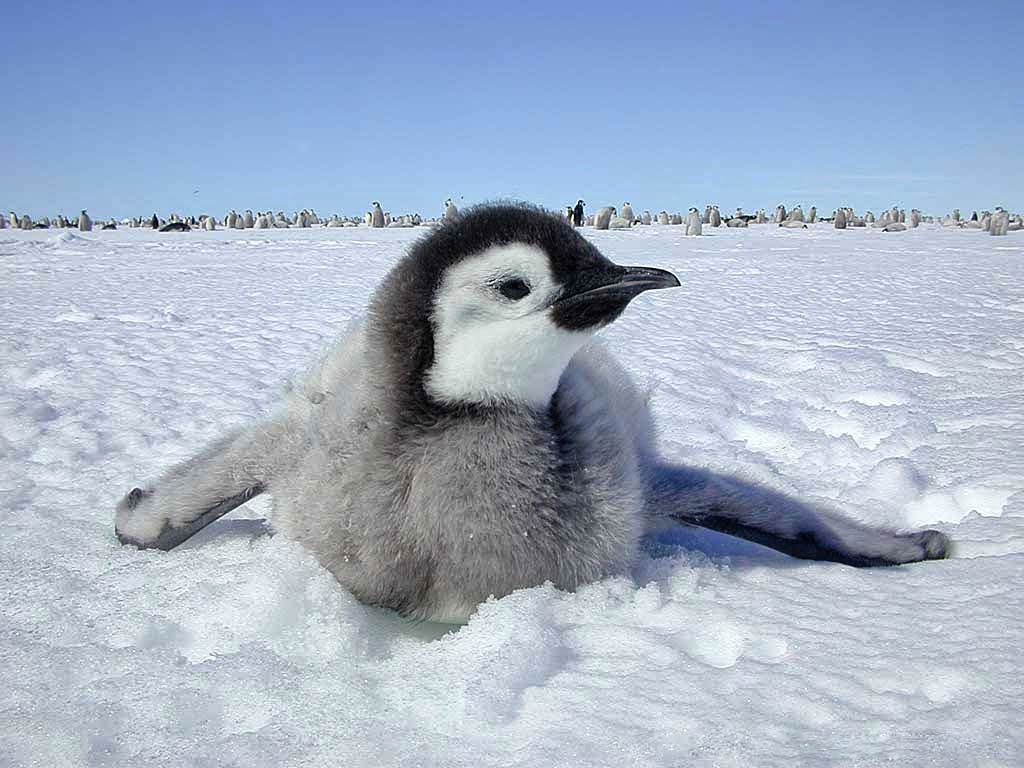 Geração Polar Portugal: Feliz Dia do Pinguim