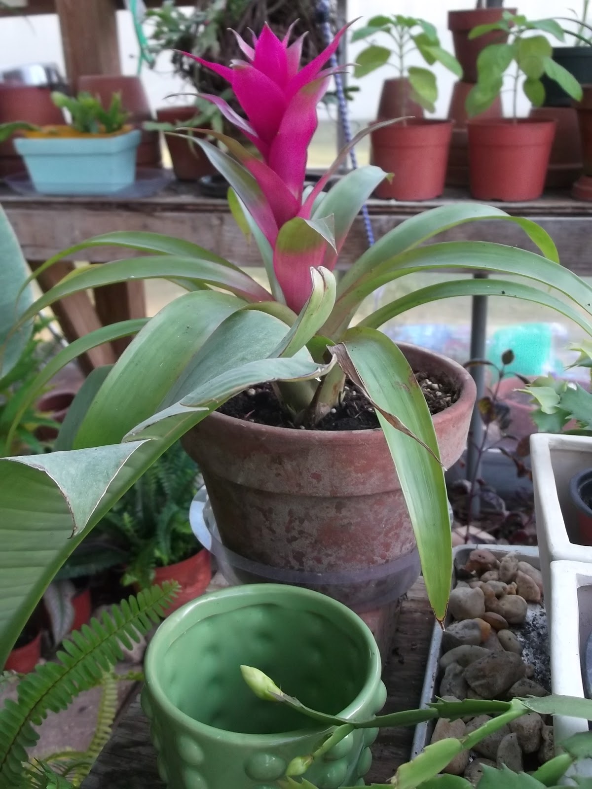 Greenhouse Tour with Bromeliads and Such | SECRETS of a SEED SCATTERER