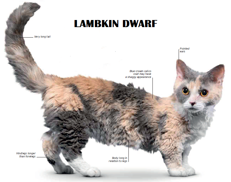 83 Jenis Baka Kucing (Bulu Pendek) yang Ada Di Dunia - Comel-Comel ...