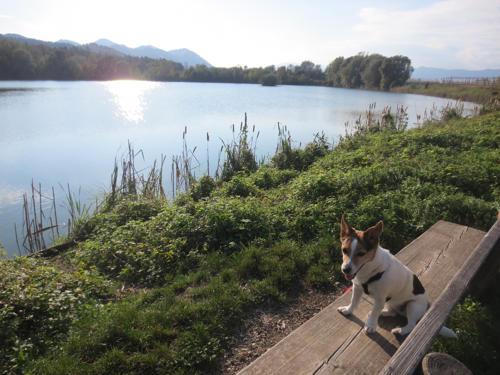 Menard & Jack Russell Terrier: Ribnik Vrbje / Žalec
