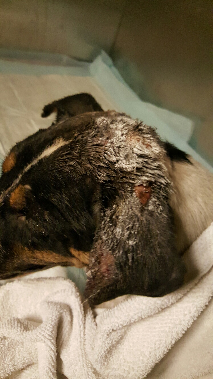 HOPE Dog Rescue: The Rescue of Chester