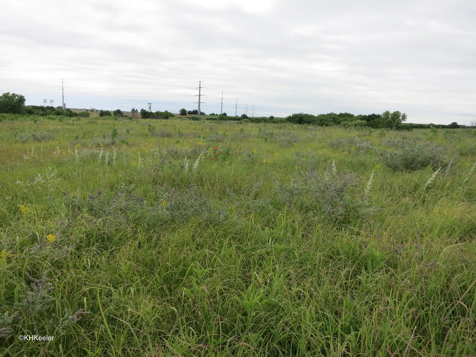 A Wandering Botanist: Tallgrass Prairie--the Lost Ecosystem
