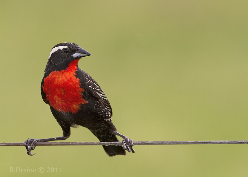 AVES NUESTRAS: PECHO COLORADO