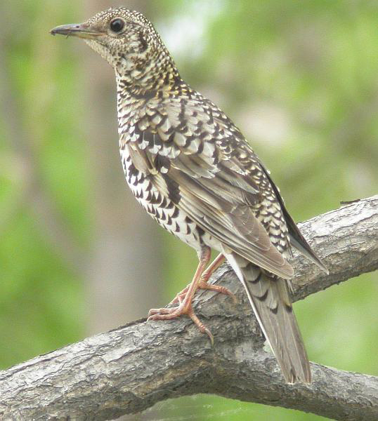 Sri Lankan Endemic Birds: Pethi Gomara Wal Awichchiya - Ceylon Scaly ...