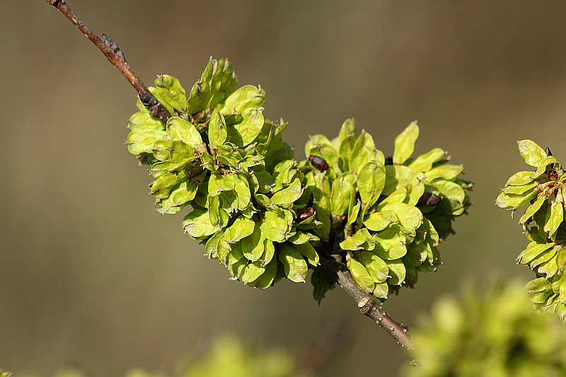 Naturwunder ...: Frühblüher - Feld-Ulme