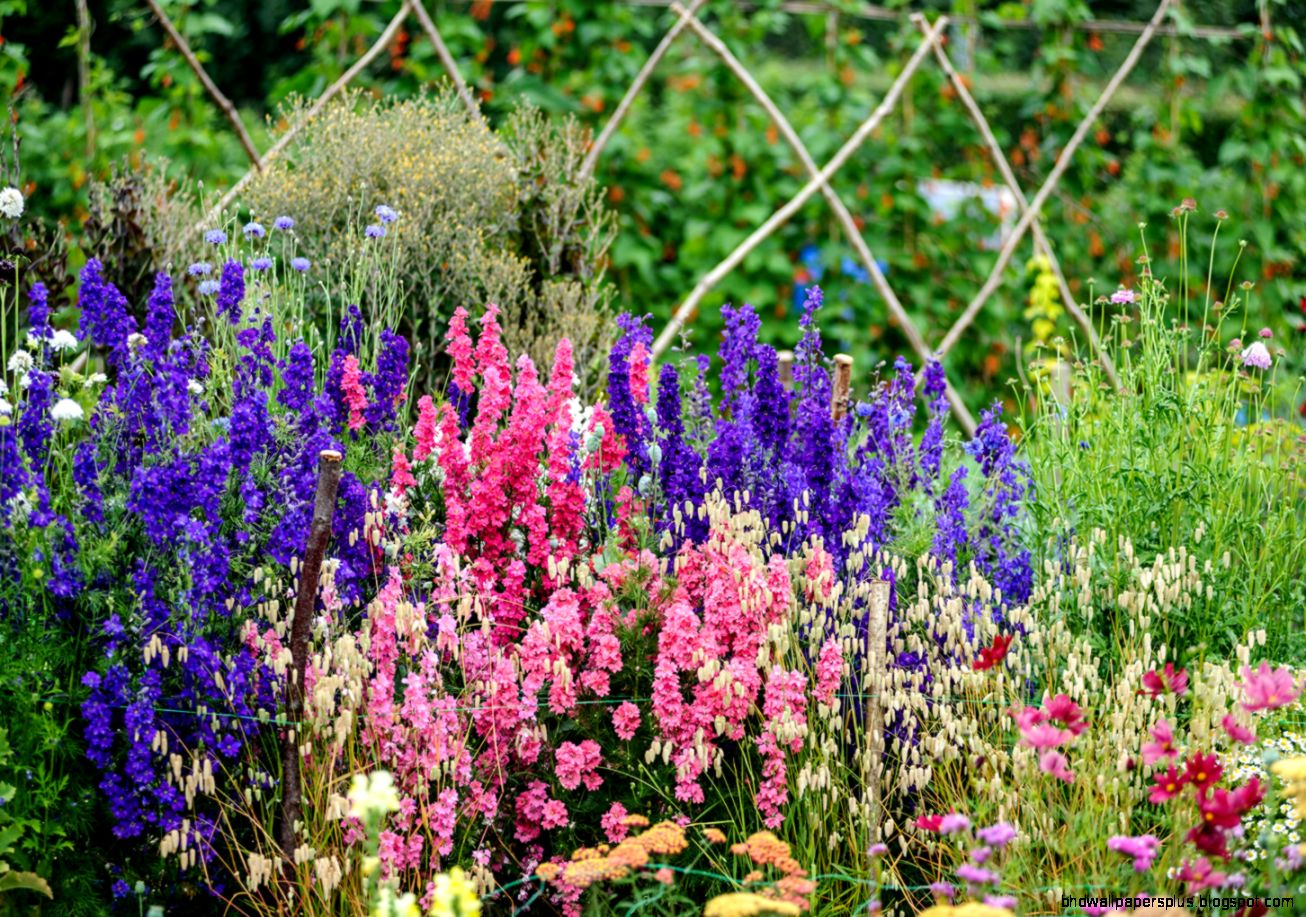 Flower Patch | HD Wallpapers Plus