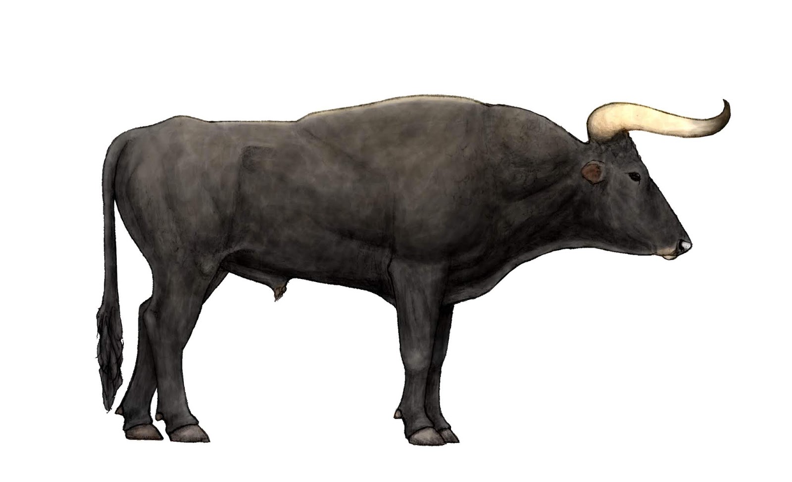 The Breeding-back Blog: From aurochs to cattle: step by step
