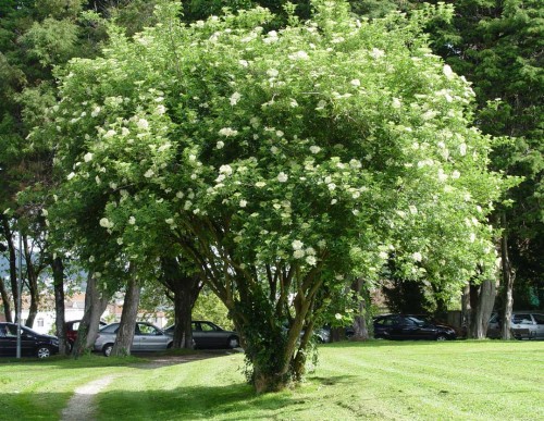 Lume & Ar: O Sabugueiro