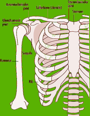 SHOULDER (BAHU) Adalah ... ? Lengkap - Kawan Google