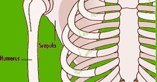 SHOULDER (BAHU) Adalah ... ? Lengkap - Kawan Google