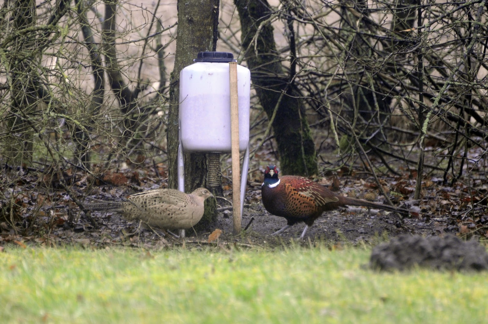 Mit grønne univers: Fasaner i haven