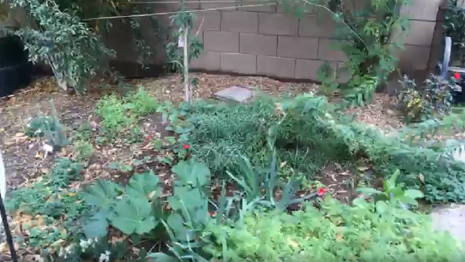 Edible Herbs, Flowers & Other Edibles - Grow Your Own Dinner ...