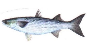 gHara javaN (Home Food): Konkani names for fish