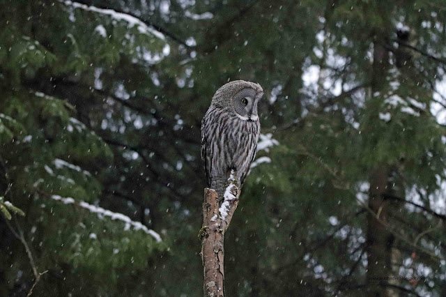 A new Great Grey | Focusing on Wildlife