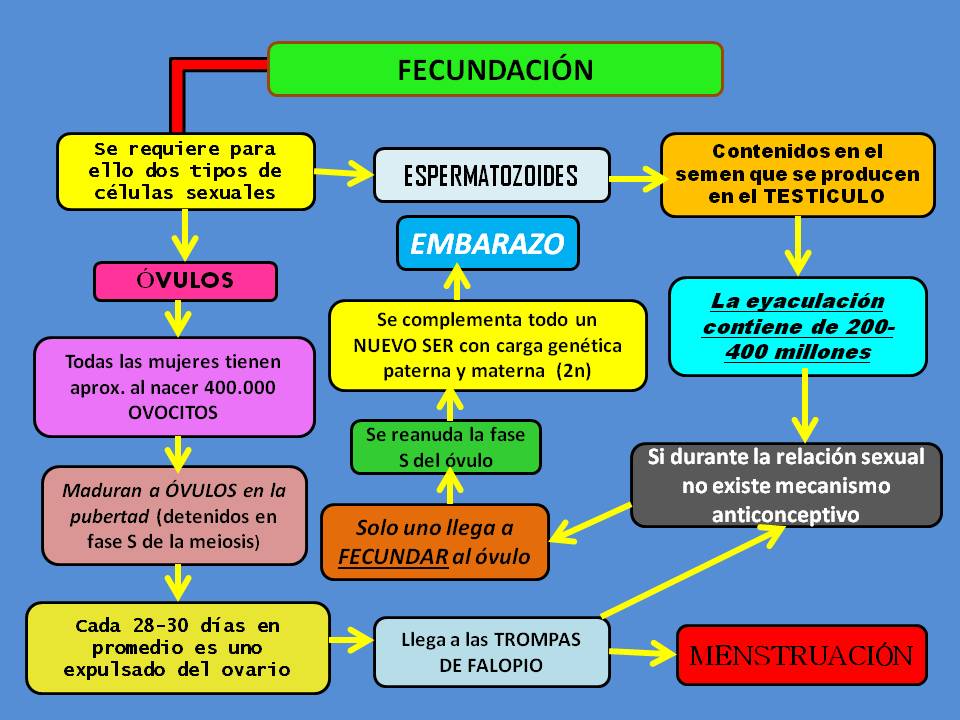 Blog de Ginecología: Fecundación