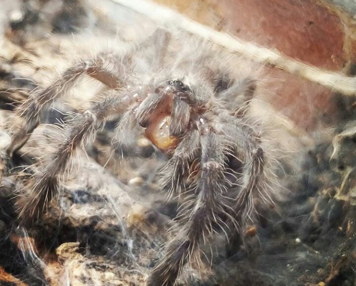 How To: Tarantula Slings