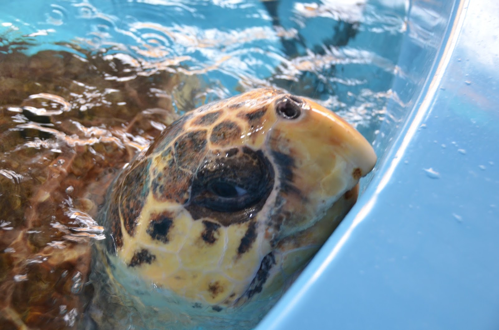 NORTH MYRTLE BEACH SEA TURTLE PATROL