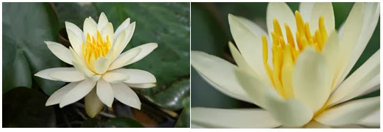 Jual pohon lotus | bunga lotus | bunga teratai | JUAL TANAMAN HIAS ...