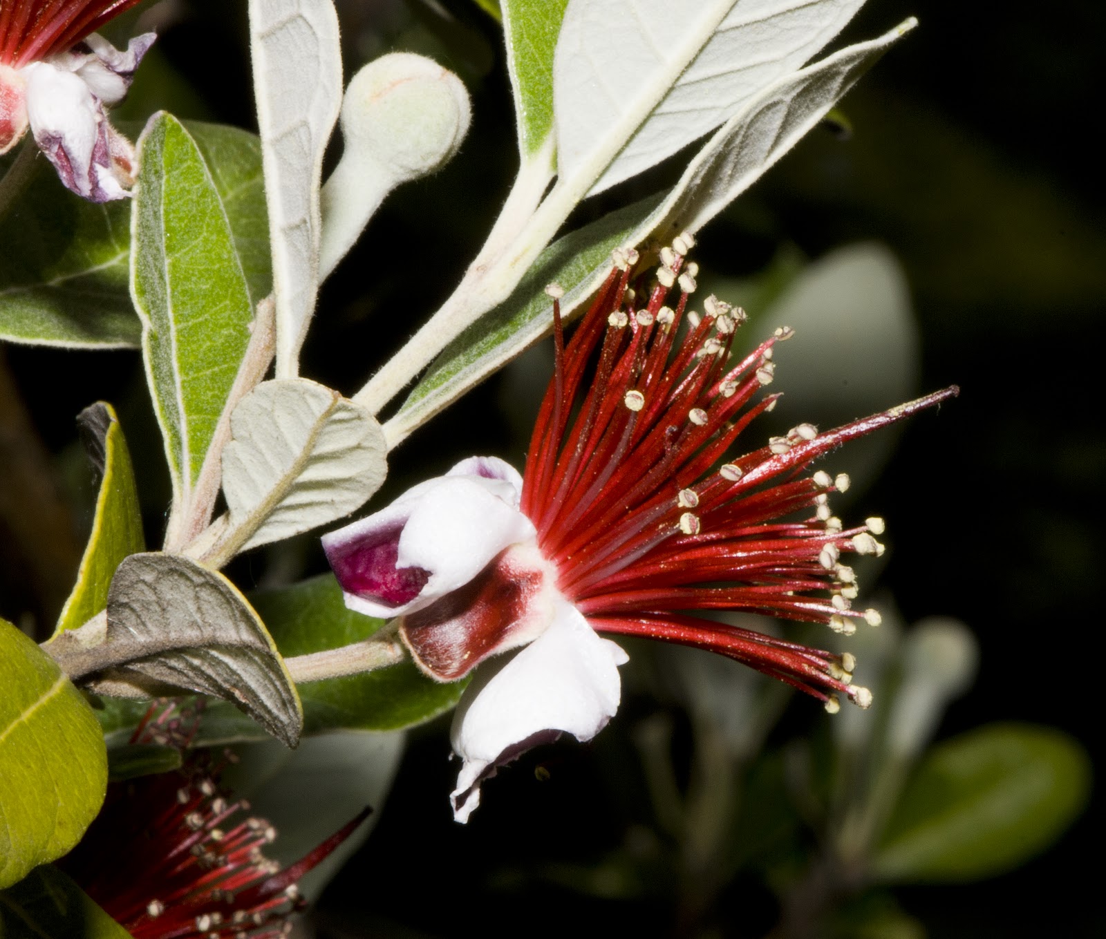 FOTOGRAFIAS DE LA FLORA AUTOCTONA DEL URUGUAY: GUAYABO DEL PAIS