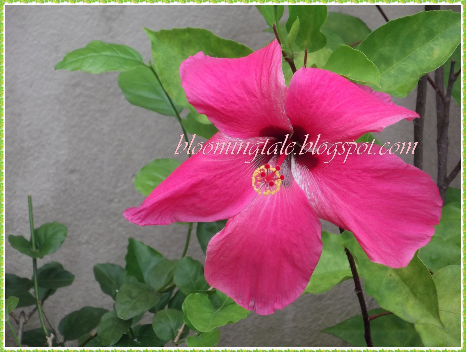 "One who plants a garden, plants happiness.": bunga raya