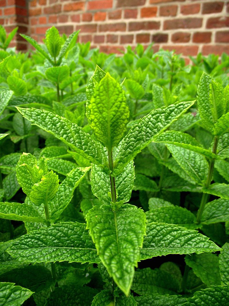 A tomar consciencia doblemente: Menta (Mentha piperita)