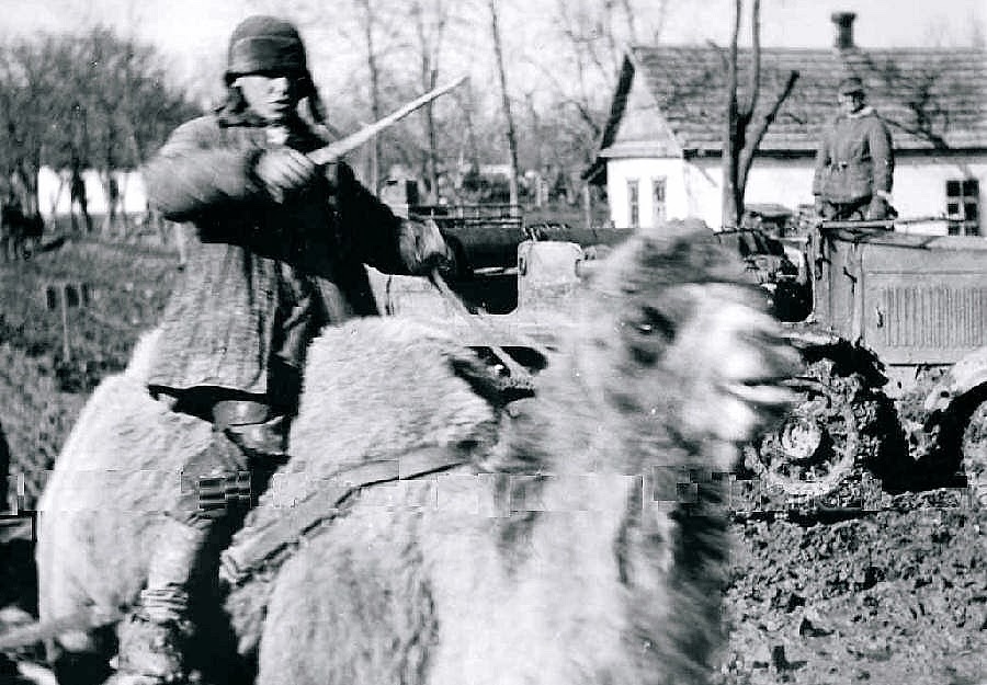 NAZI JERMAN: Foto Kamel (Unta) dan Tentara Jerman