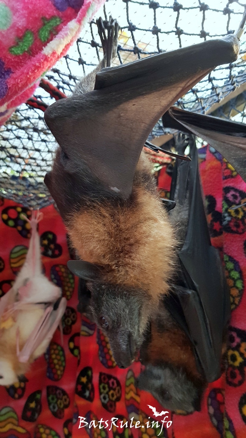 Tal'ngai Dha'run | Megabat | Leucistic Grey-headed (Flying-fox) (Fruit bat)