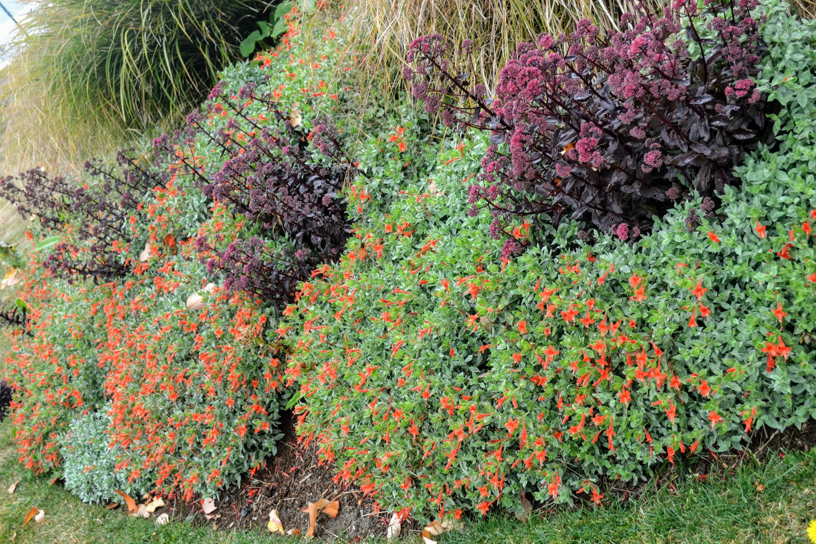 The Outlaw Gardener: Revisiting The Brindley Garden