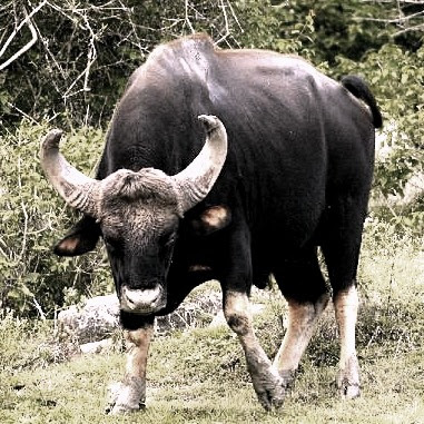 Gaur or Seladang Facts - Ask My Brain - Get More Knowlege