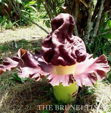 Very Rare 'Stink Lily' Found Growing in Brunei