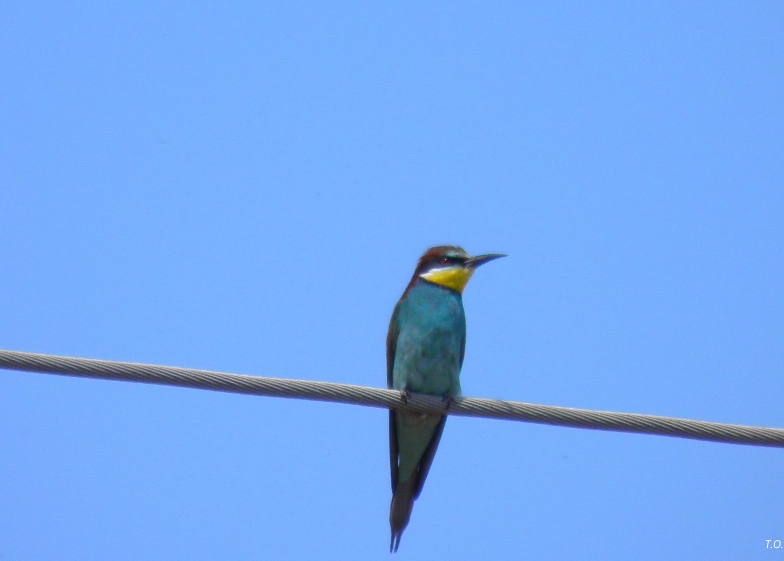 PASARI DIN ROMANIA: PRIGORIE, Merops apiaster