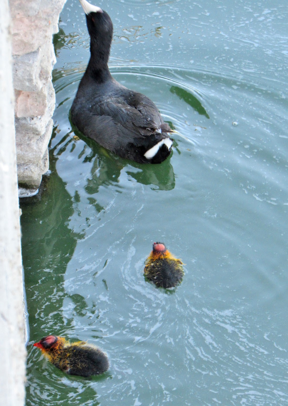 American Coots & Baby... Cootlings?