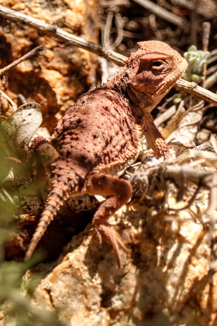 Lizards around Arizona