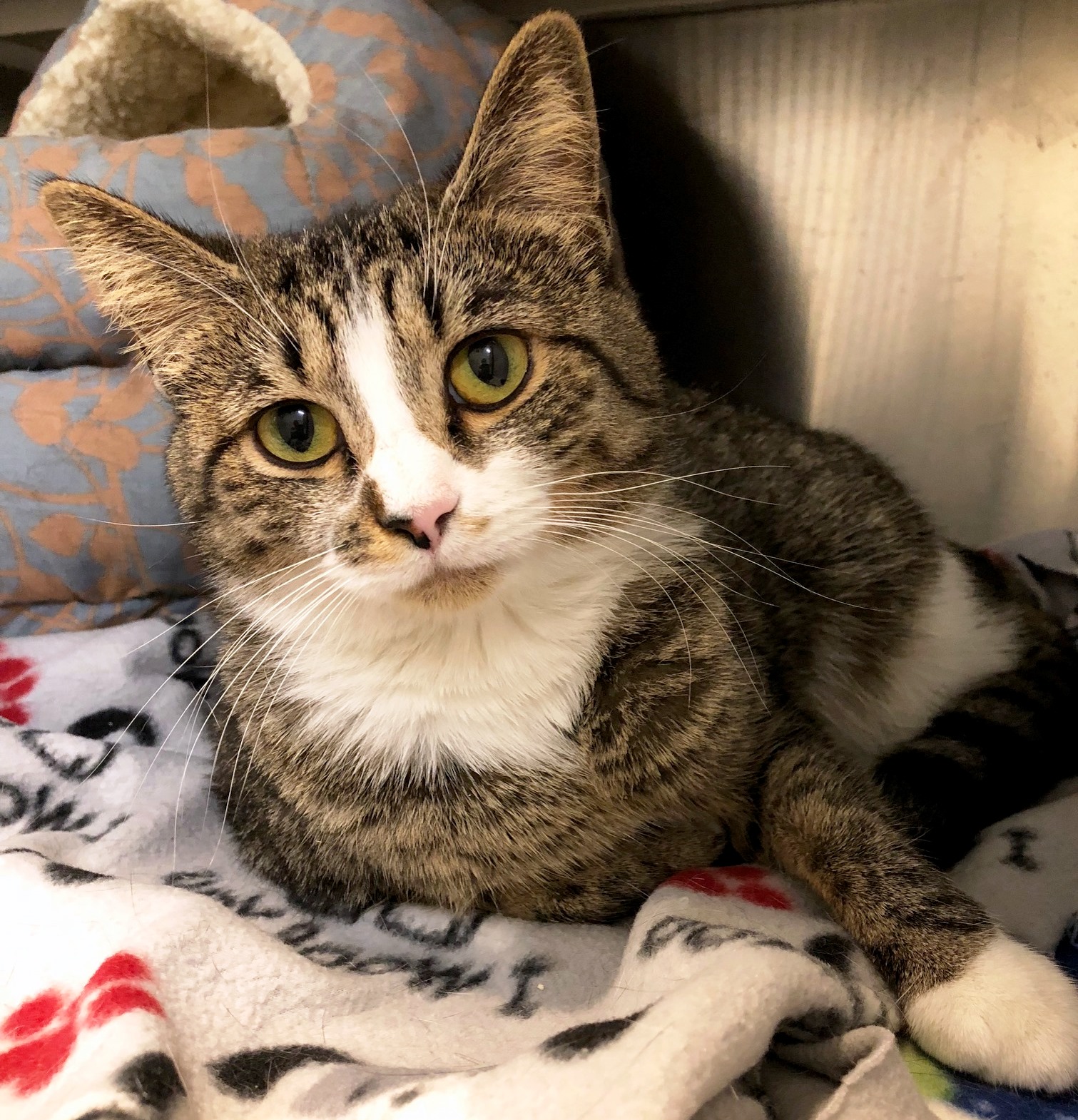 Progressive Charlestown: Kitty of the Week