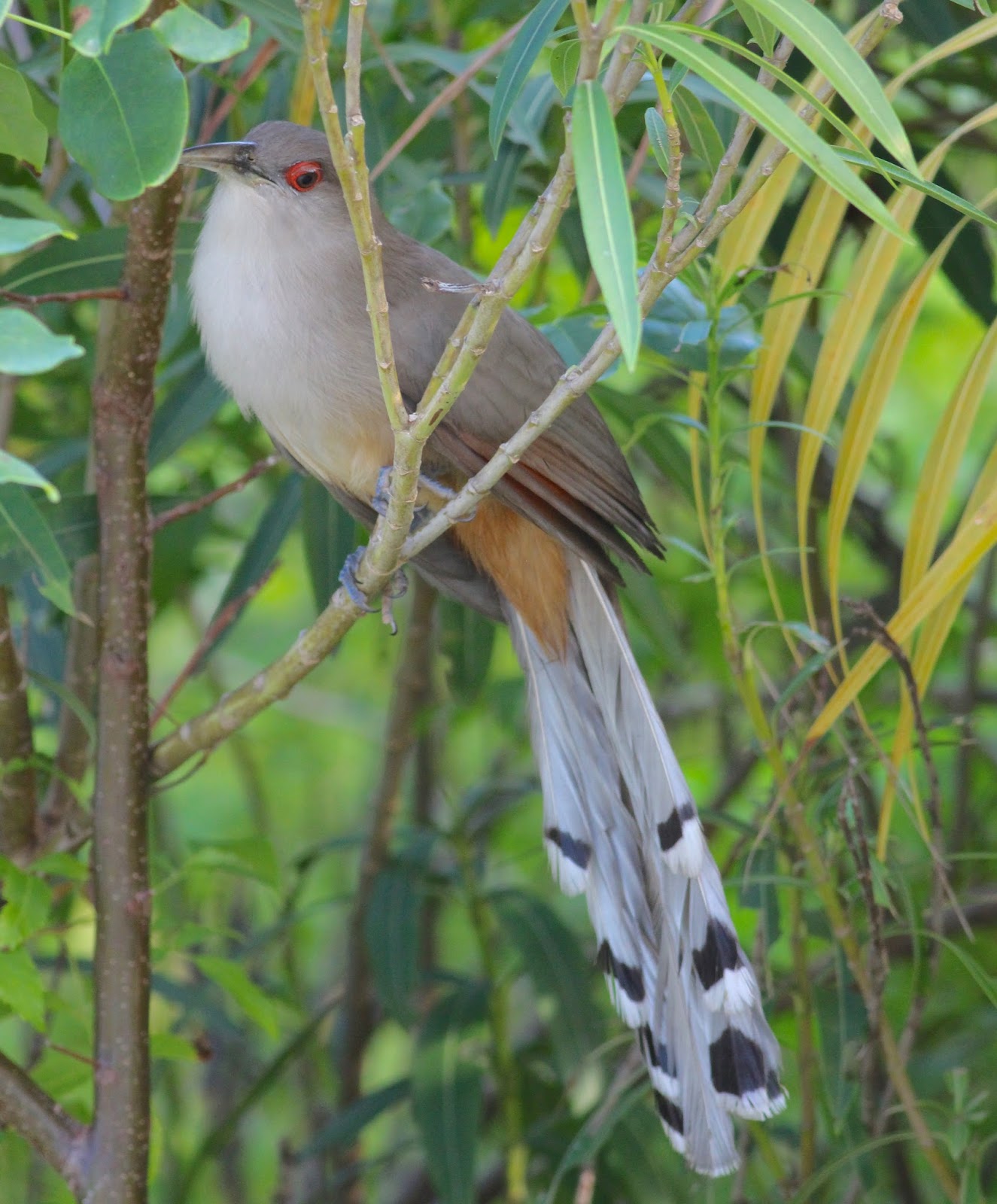 Photographicbirdlistomania: Calypso Birds