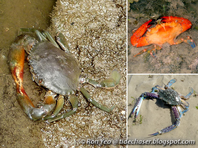 tHE tiDE cHAsER: Swimming Crabs (Phylum Arthropoda: Family Portunidae ...