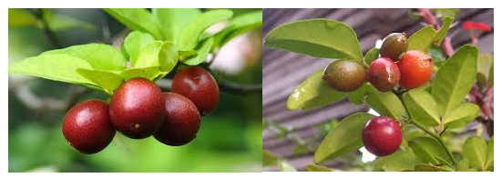 Jeruk Kingkit (Triphasia trifoliata DC.) ~ Evolusi Dan Keragaman ...
