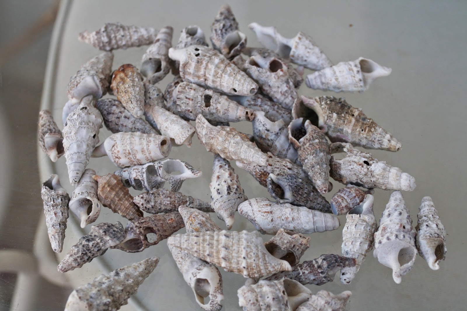 Blue Tempera: Cerith shells