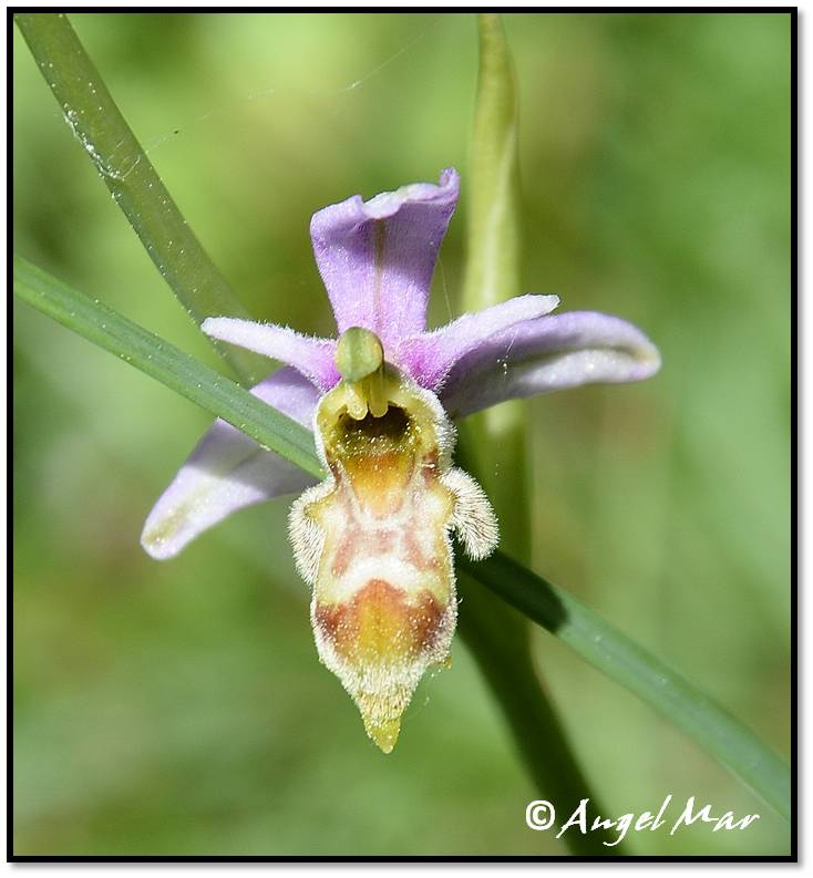 Orquídeas Blog de Angel Mar: Ophrys scolopax hipocromáticas (Cuenca)