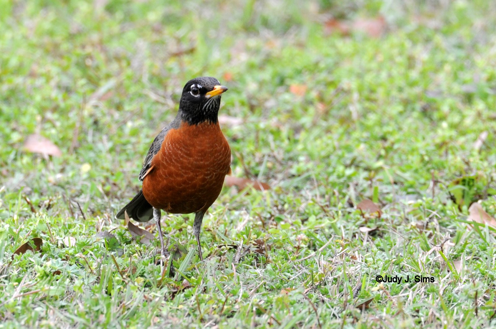 East Texas Birder on The Move: American Robins