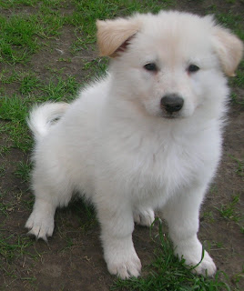 WHITE SPIRIT´S HUNDAR: Isis och Orvars valpar 7 veckor