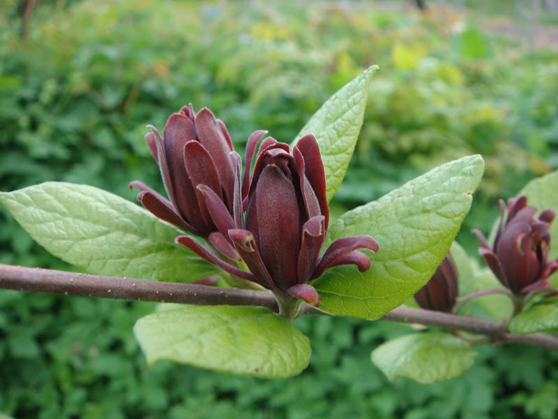 unbrivido: Fiore del calicantus ...