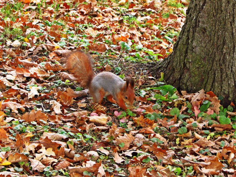 My Lucky World: Осенние животные. Autumn critters