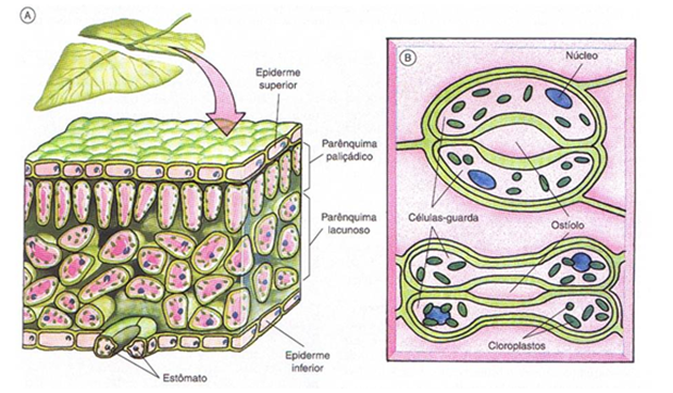 Biologia B2: Abertura e Fechamento do Estômato