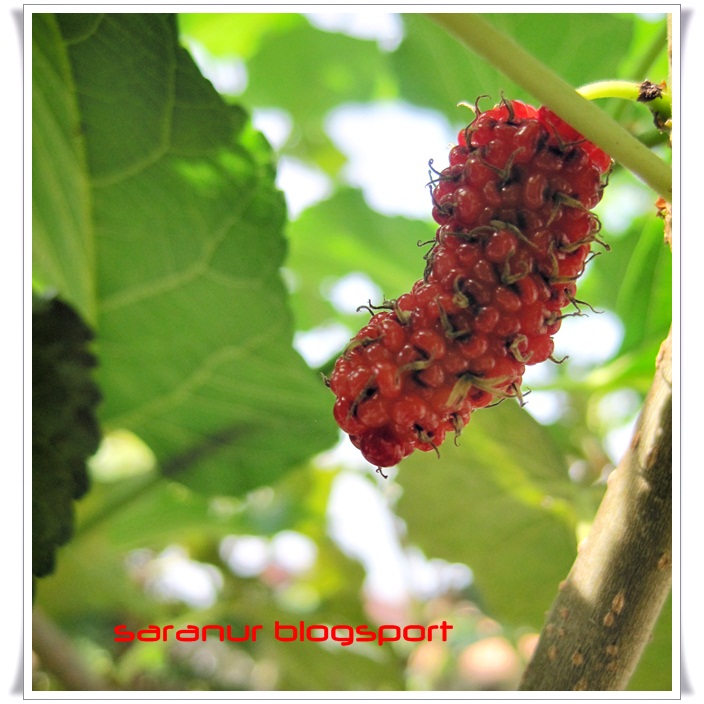 Khasiat Buah Mulberry