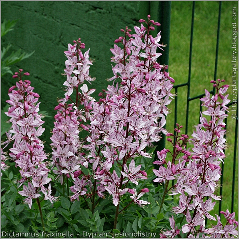 Plant Gallery - Encyklopedia Roślin: Dictamnus fraxinella - Dyptam ...