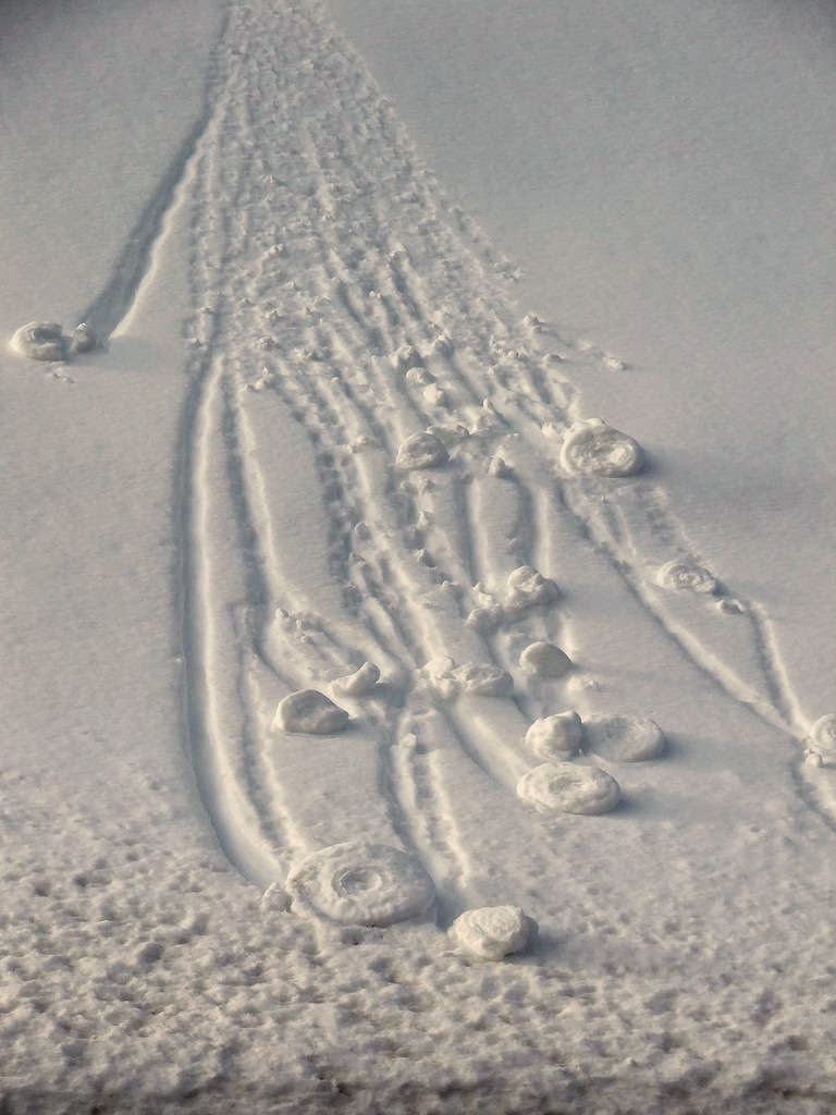 Snow Rollers: Nature’s Winter Treat ~ Kuriositas
