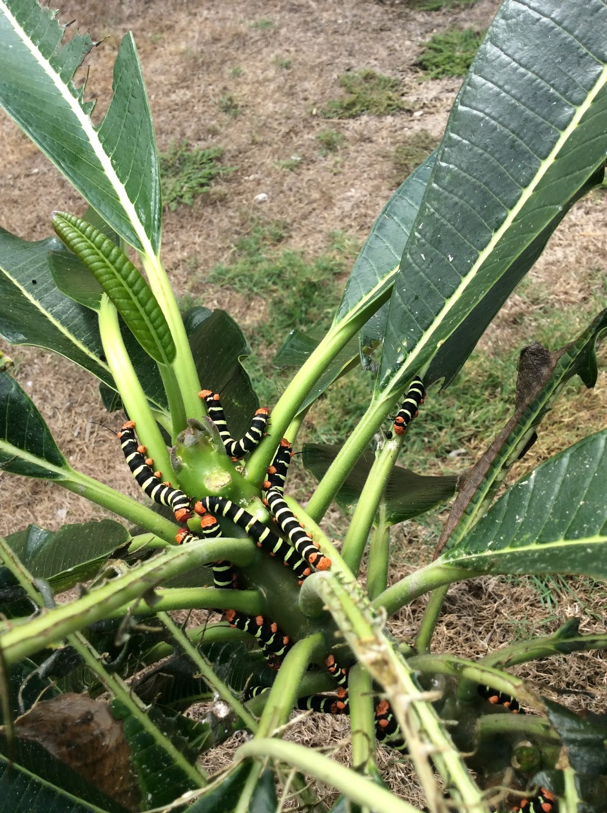 Barbados Flora & Fauna: Frangipani Hawkmoth Caterpillar (Pseudosphinx ...