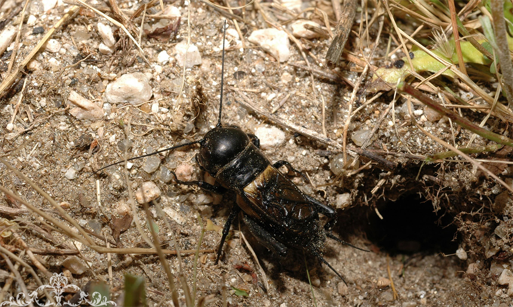 Fauna de la provincia de Pontevedra: Grillo campestre o común ( Gryllus ...